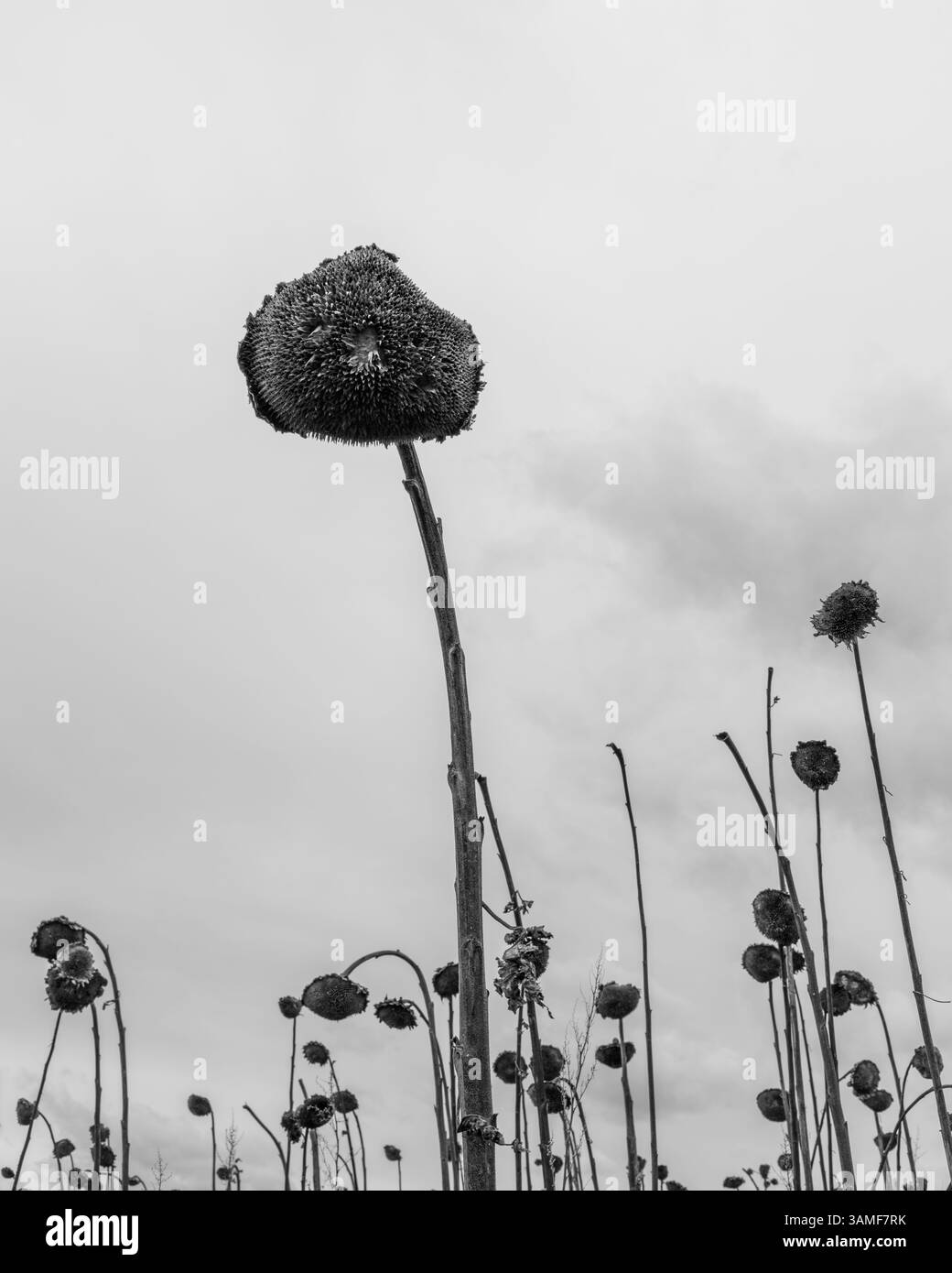 Lone end Black and White Stock Photos & Images - Alamy
