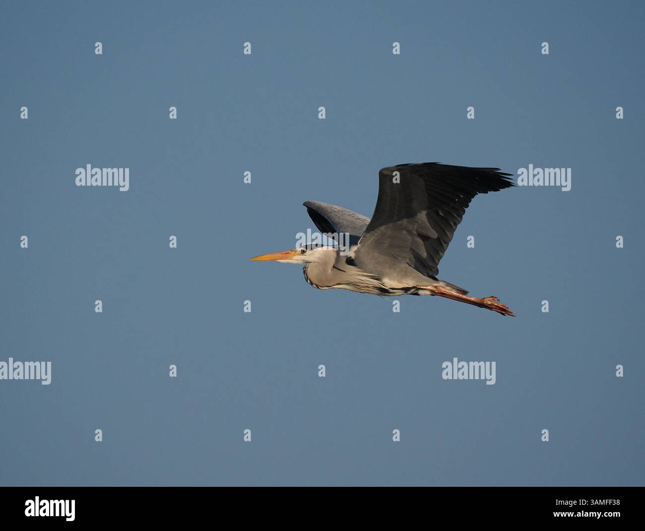 Herons are very obvious in flight with broad wings, deep beats, and a ...