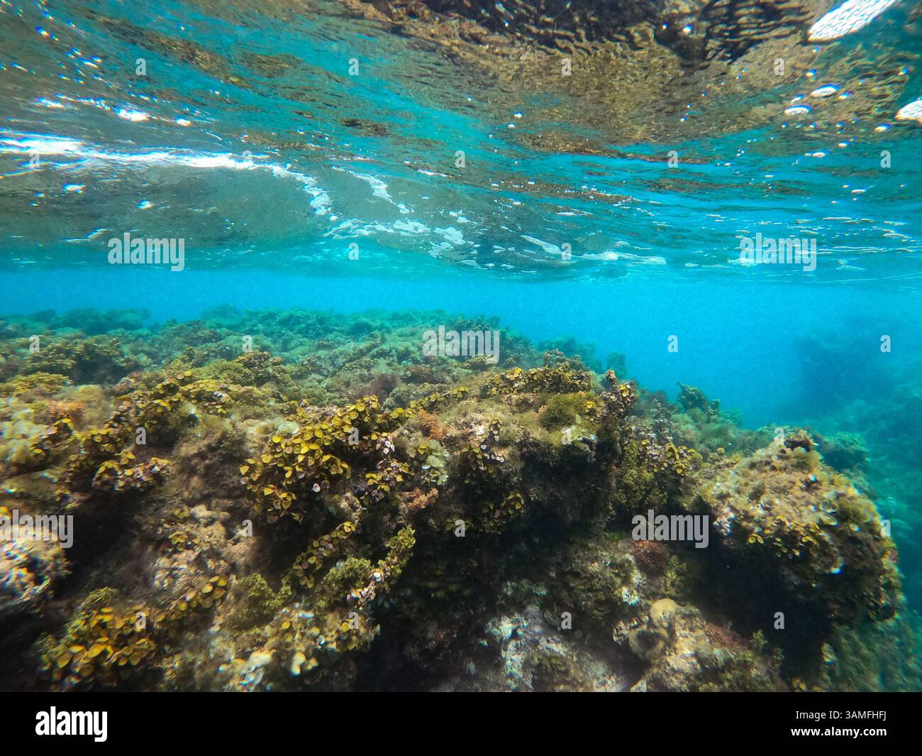 Oracabessa, Jamaica. 13th Apr, 2025. Coral reef formations off of ...