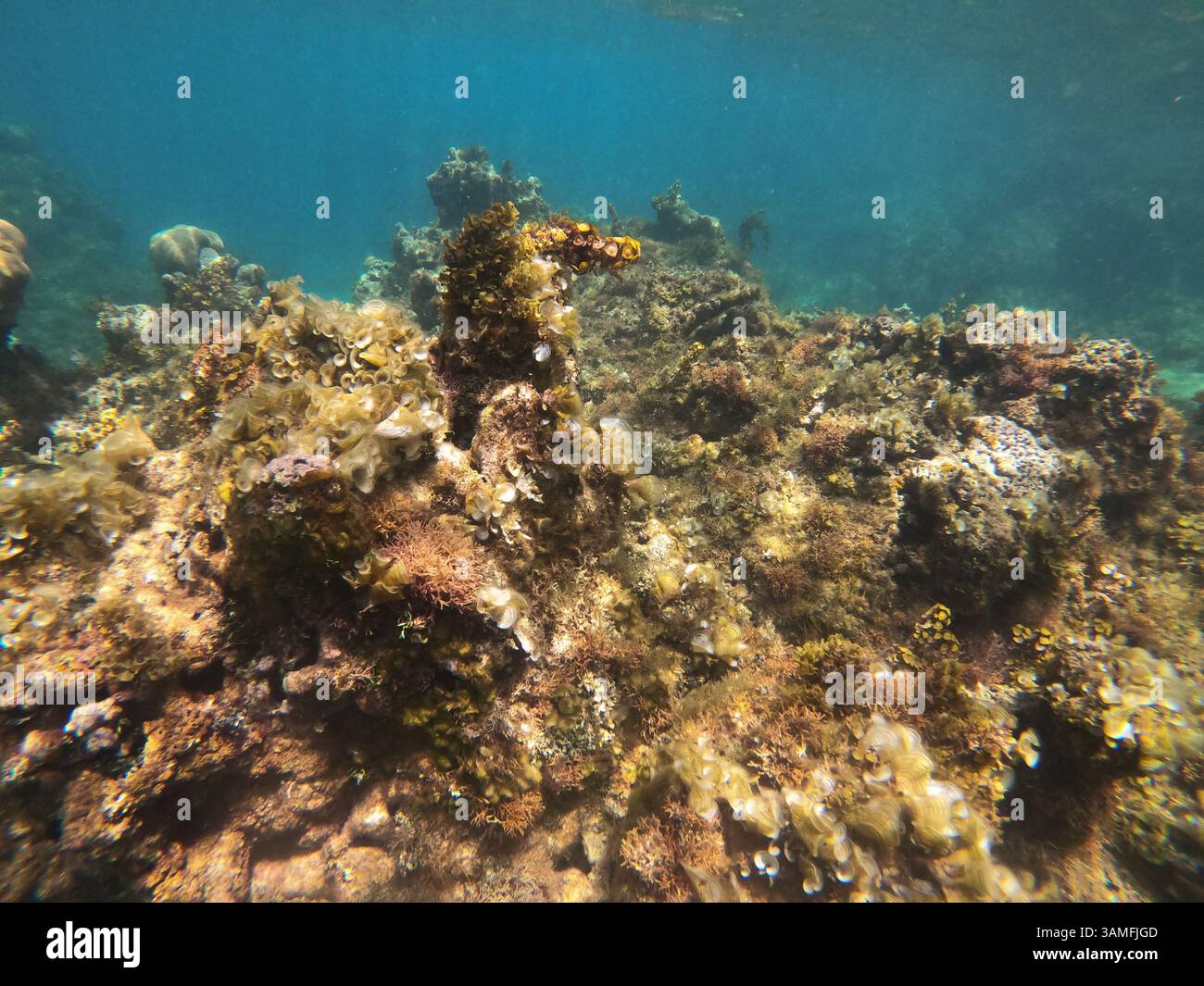 Oracabessa, Jamaica. 13th Apr, 2025. Coral reef formations off of ...