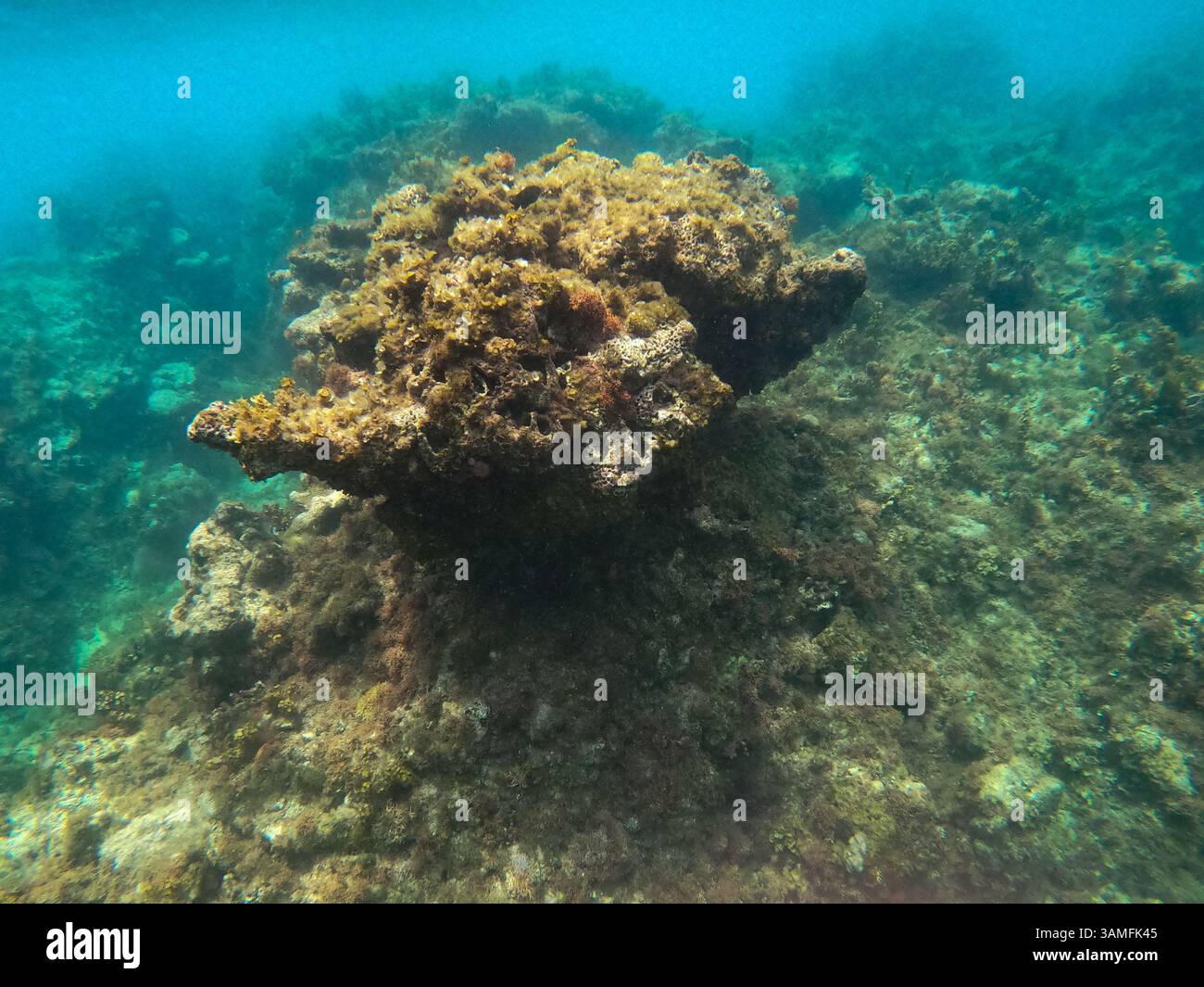 Oracabessa, Jamaica. 13th Apr, 2025. Coral reef formations off of ...