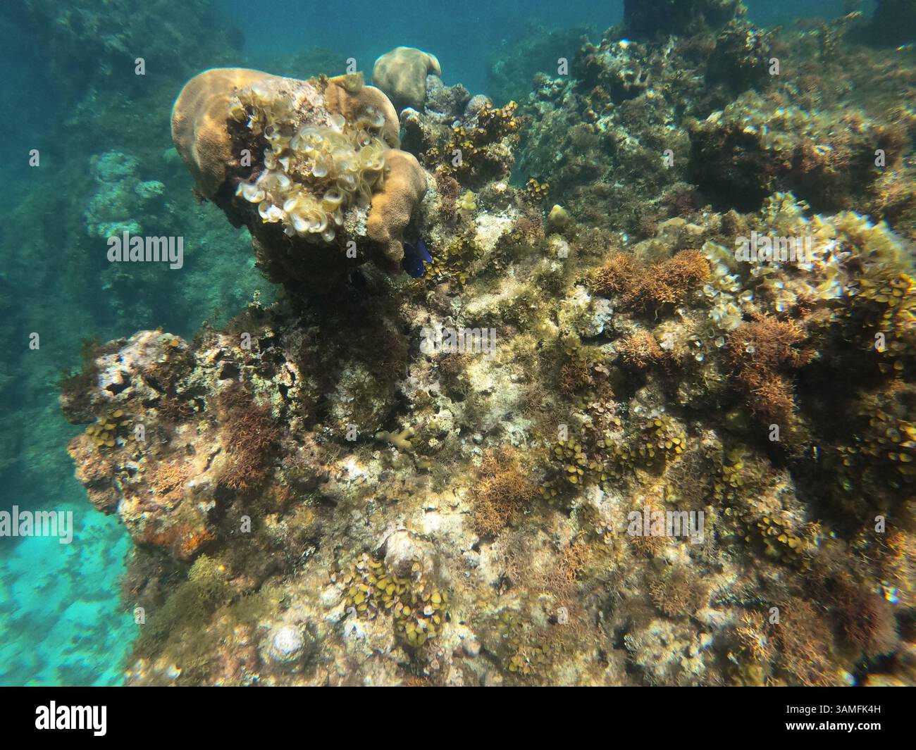 Oracabessa, Jamaica. 13th Apr, 2025. Coral reef formations off of ...