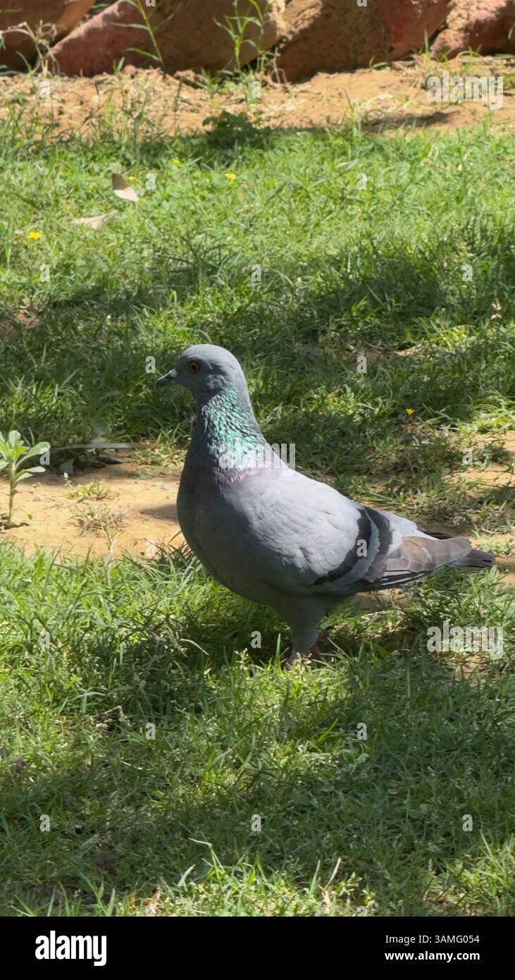 Minimalist Indian Pigeon on Grass Field Photography - Indian Pigeon ...