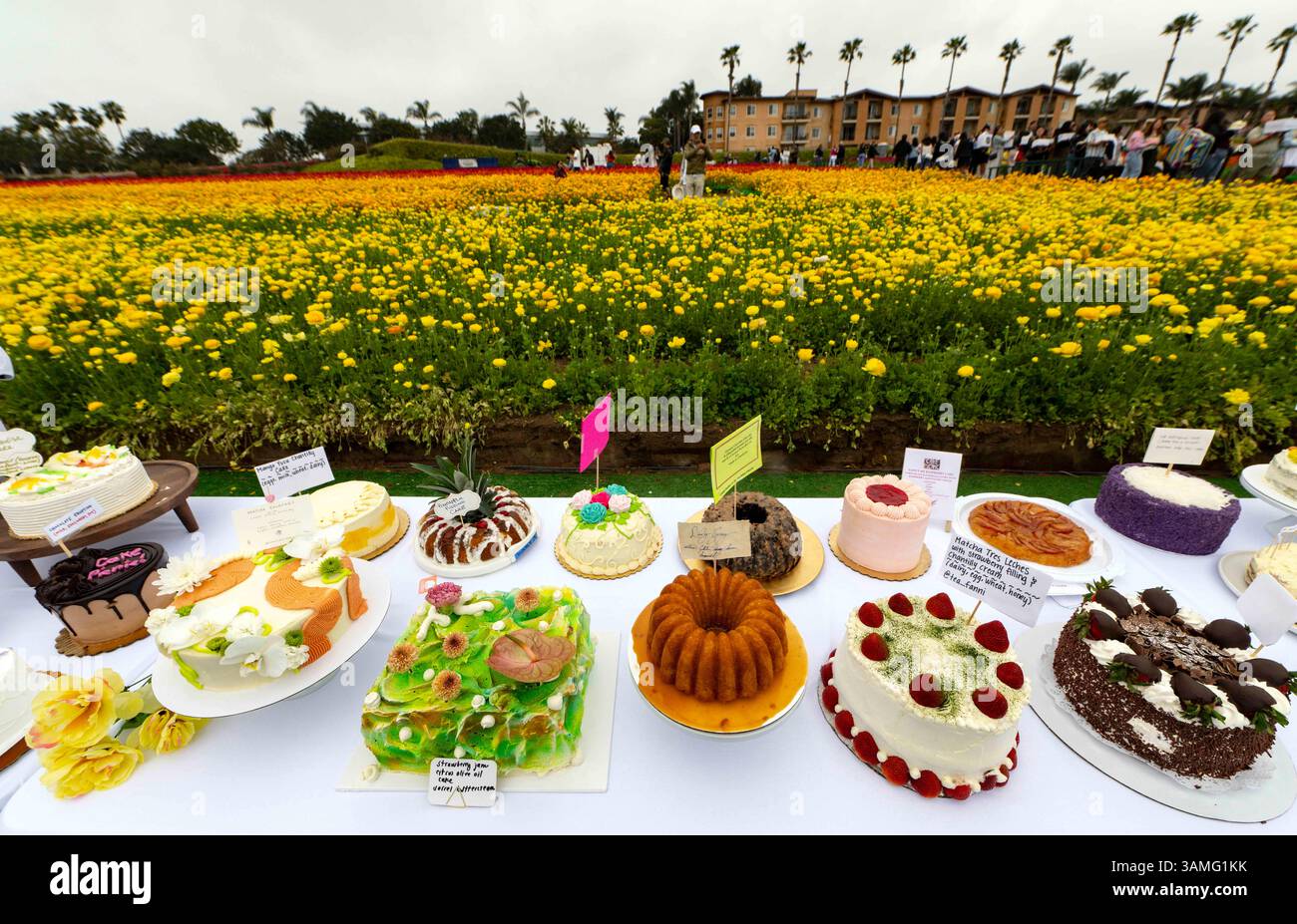 Carlsbad, California, USA. 13th Apr, 2025. The Cake Picnic Tour stop at ...