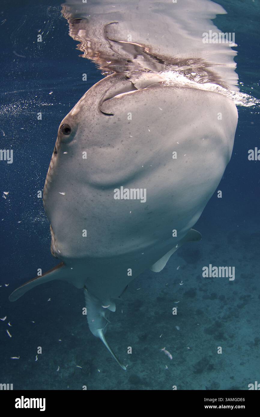 June 6, 2012 - Oslob, Cebu, Cebu, Philippines - A whale shark ...