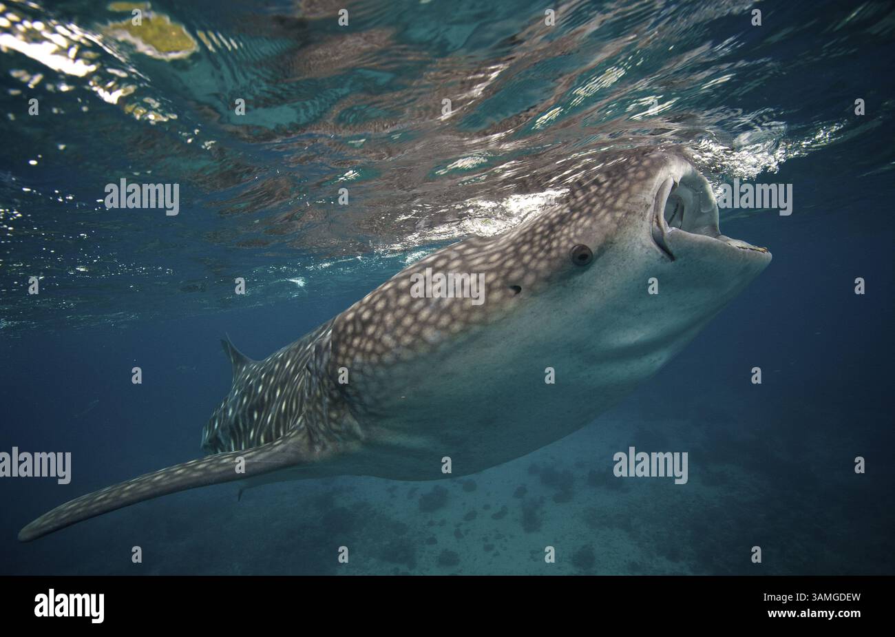 Sept. 12, 2012 - Oslob, Cebu, Philippines - A whale shark (Rhincodon ...