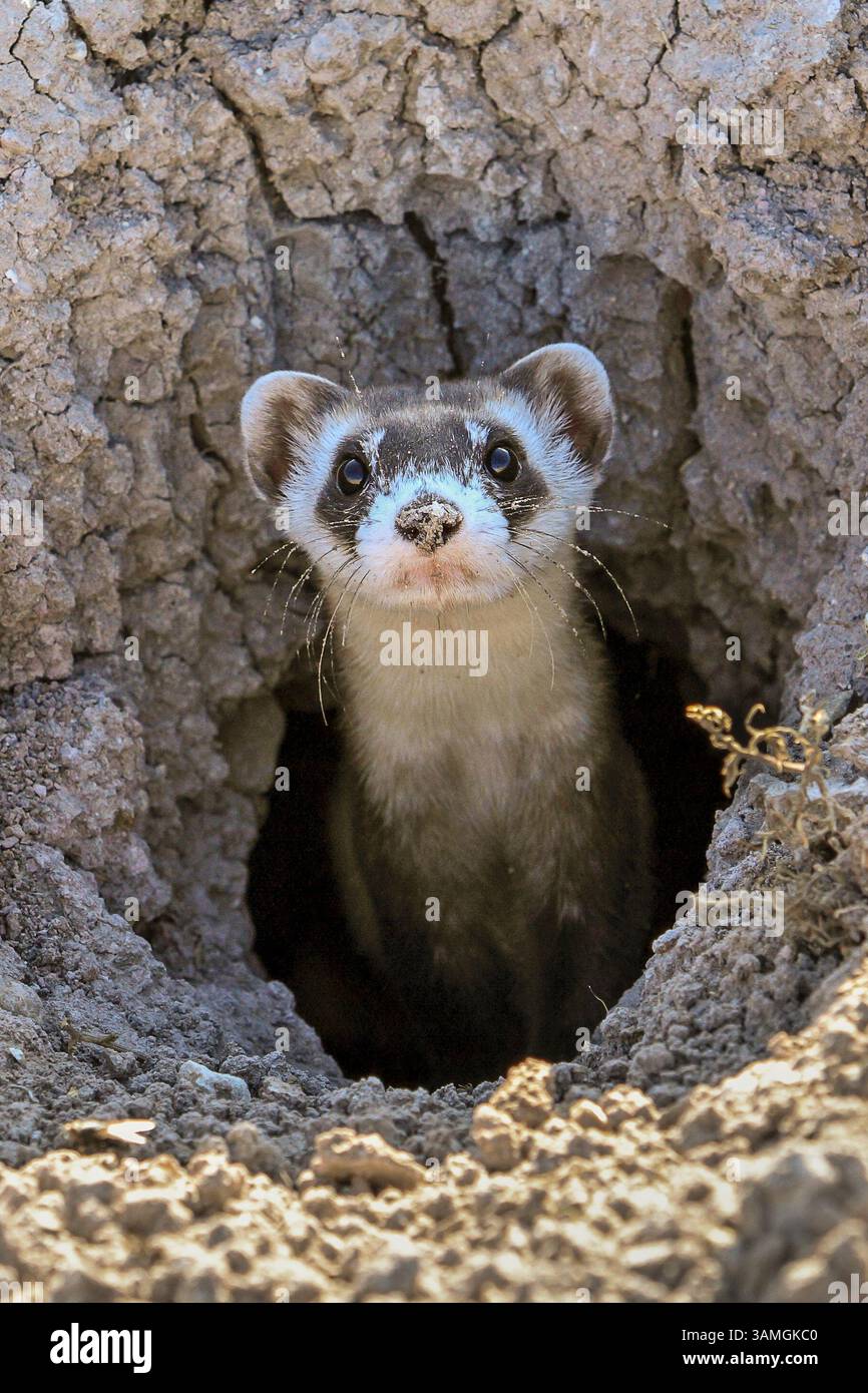 Aug 27, 2013 - Wall, South Dakota, U.S. - An endangered Black-footed ...