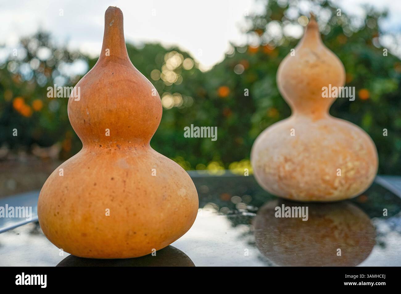 2 gourds arranged in parallel of different sizes Stock Photo - Alamy