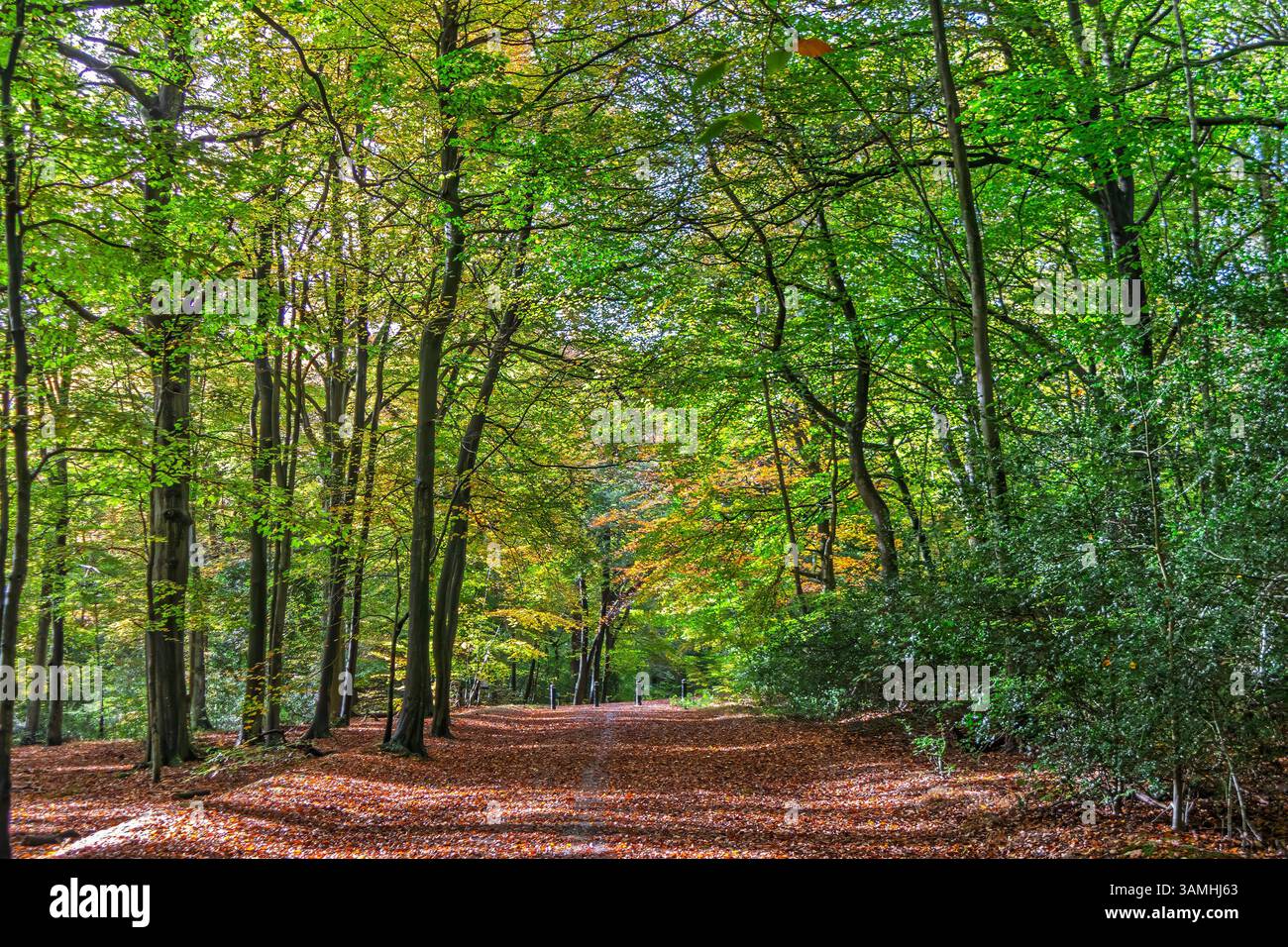 A leaf-covered path runs through dense deciduous woodland with tall ...
