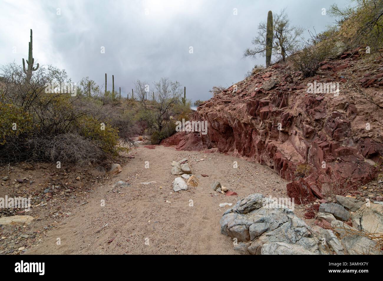 Sonoran desert wash with red rock walls Stock Photo - Alamy