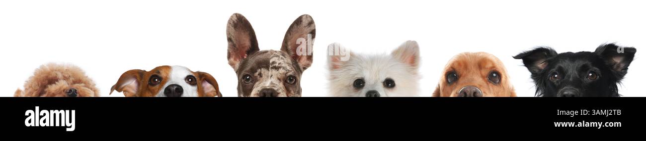 Adorable dogs peeking out against white background Stock Photo - Alamy