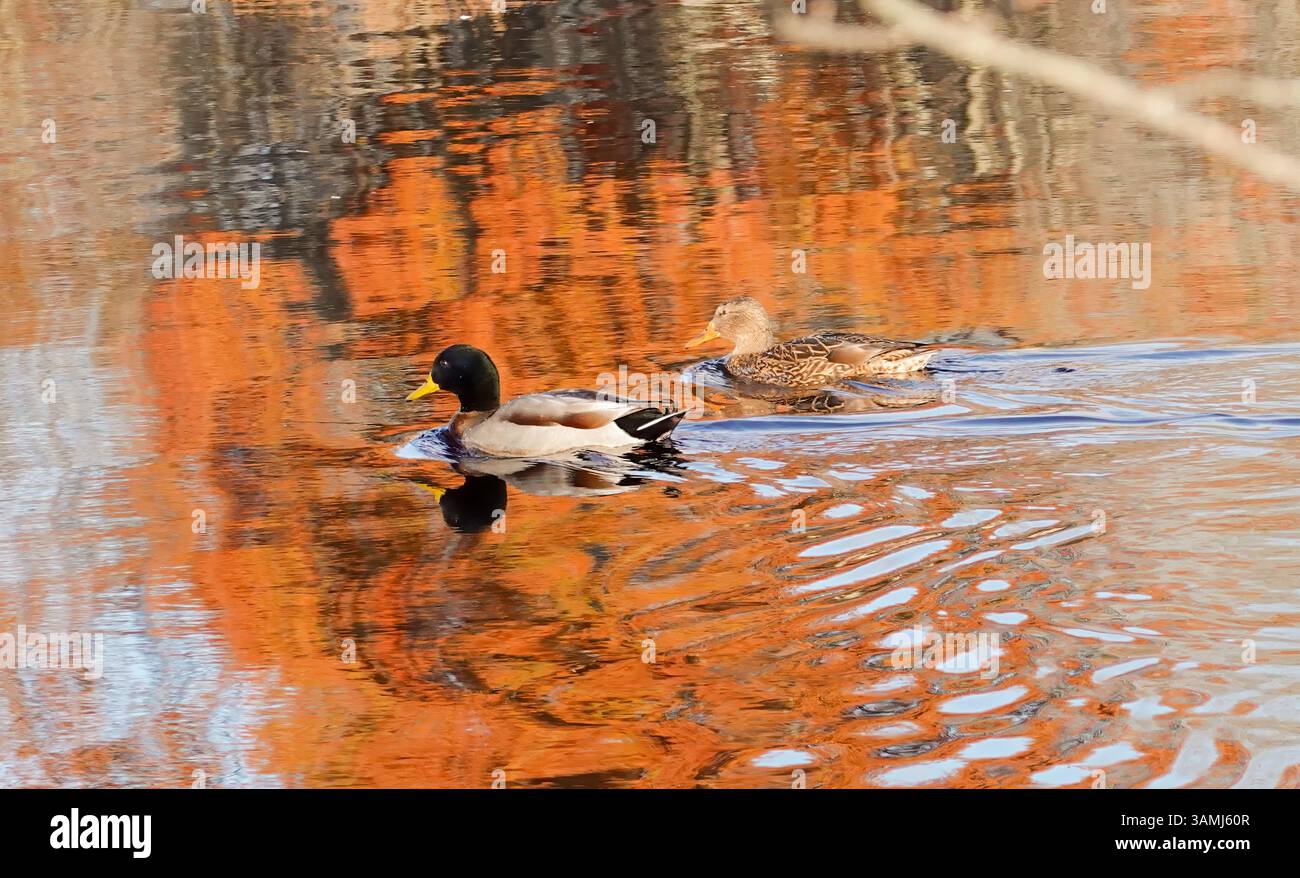 Autumn Ducks on Nashua Pond Reflections Stock Photo - Alamy
