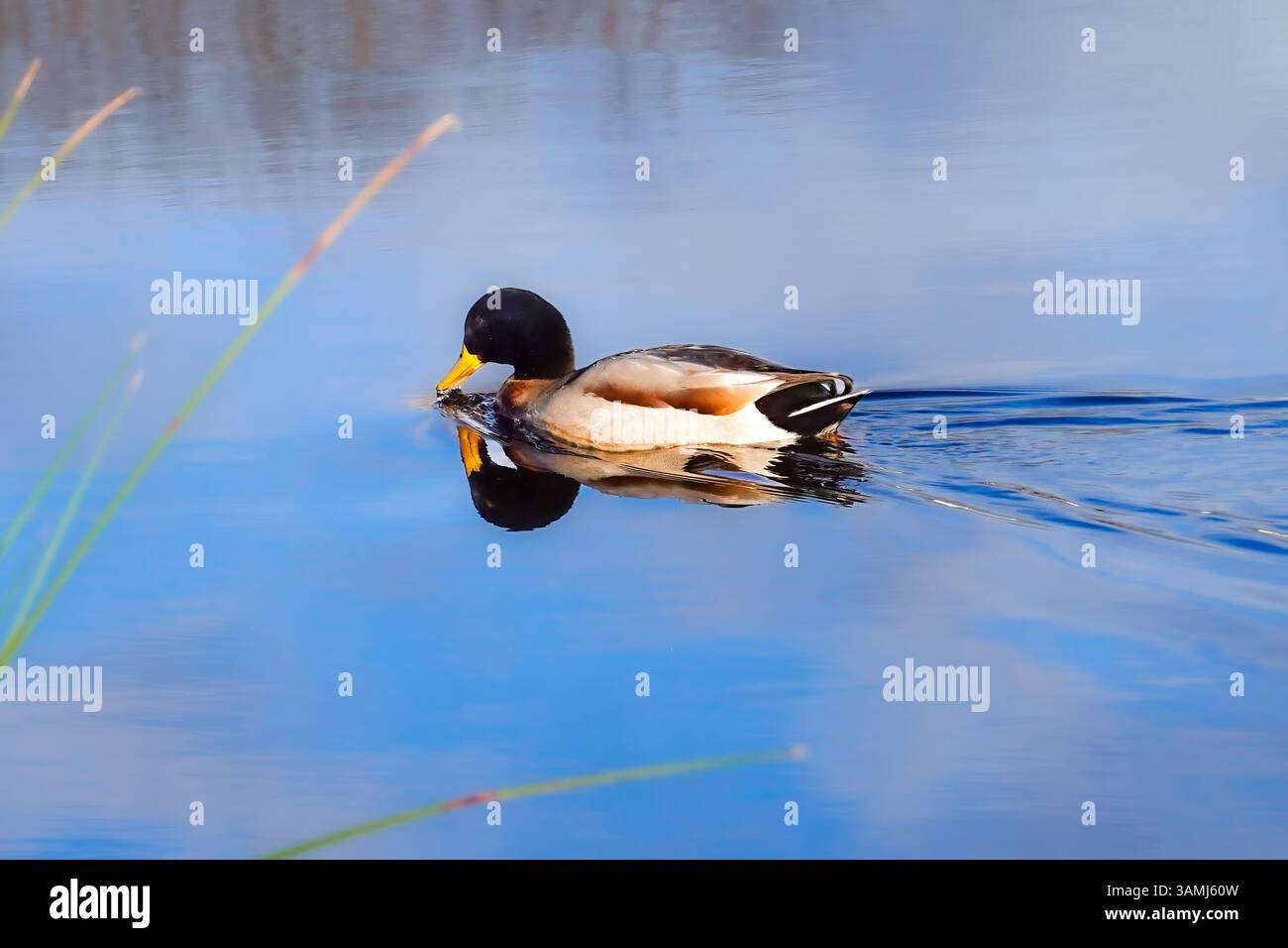 Mallard Drake on Calm Sky Meadow Waters Stock Photo - Alamy