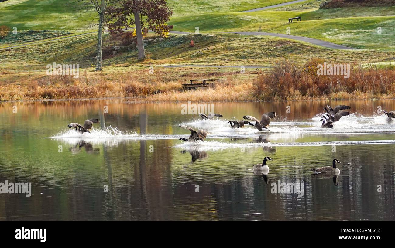 Birds splashdown hi-res stock photography and images - Alamy