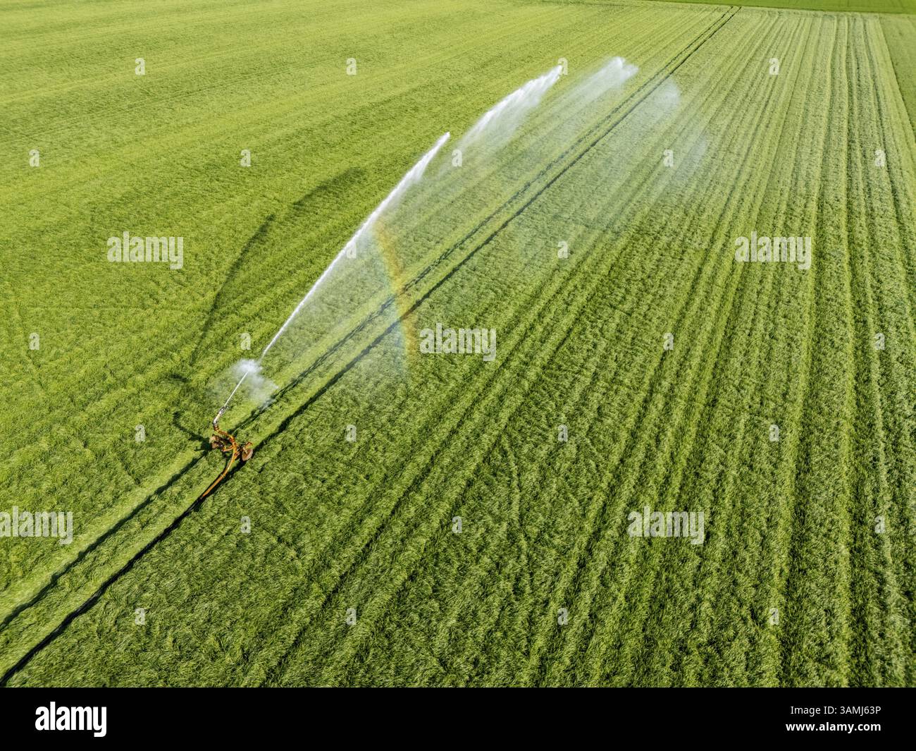 Artificial irrigation of a cereal field in April, with a sprinkler ...