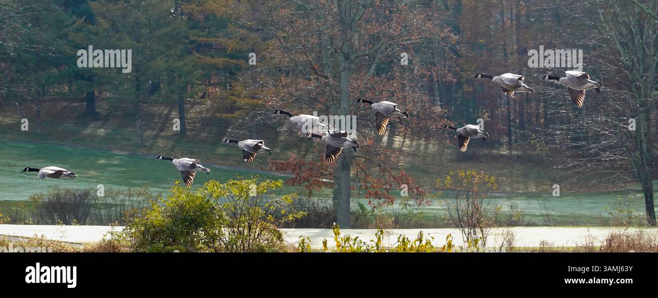 Geese Take Flight: Sky Meadow's Early Morning Ascent Stock Photo - Alamy