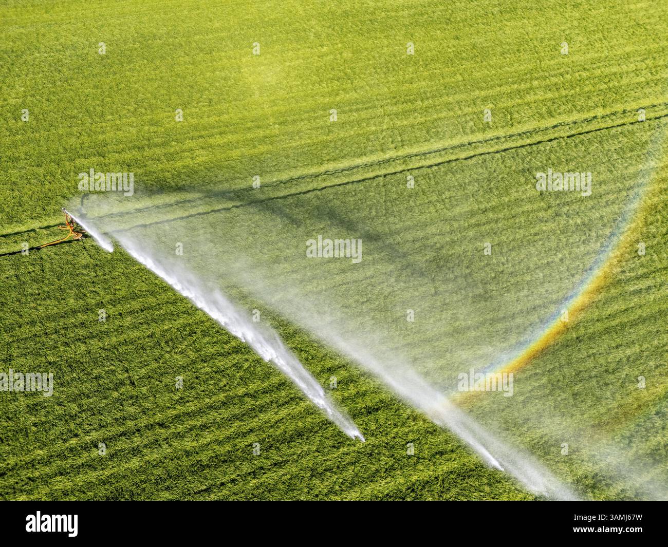 Artificial irrigation of a cereal field in April, with a sprinkler ...