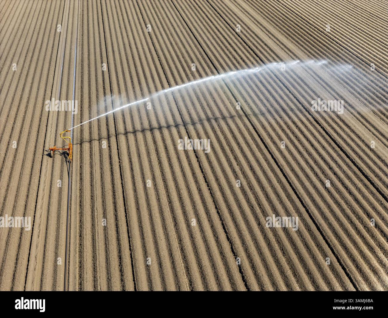 Artificial irrigation of a potato field in April, with a sprinkler ...