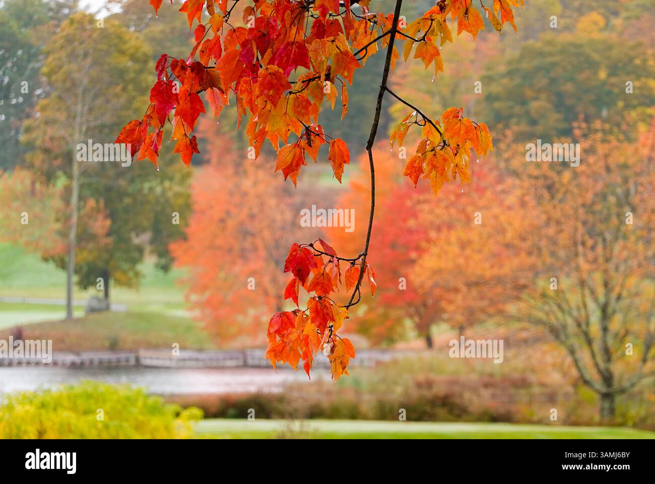 Rainy Autumn Radiance: Sky Meadow's Drenched Foliage Stock Photo - Alamy