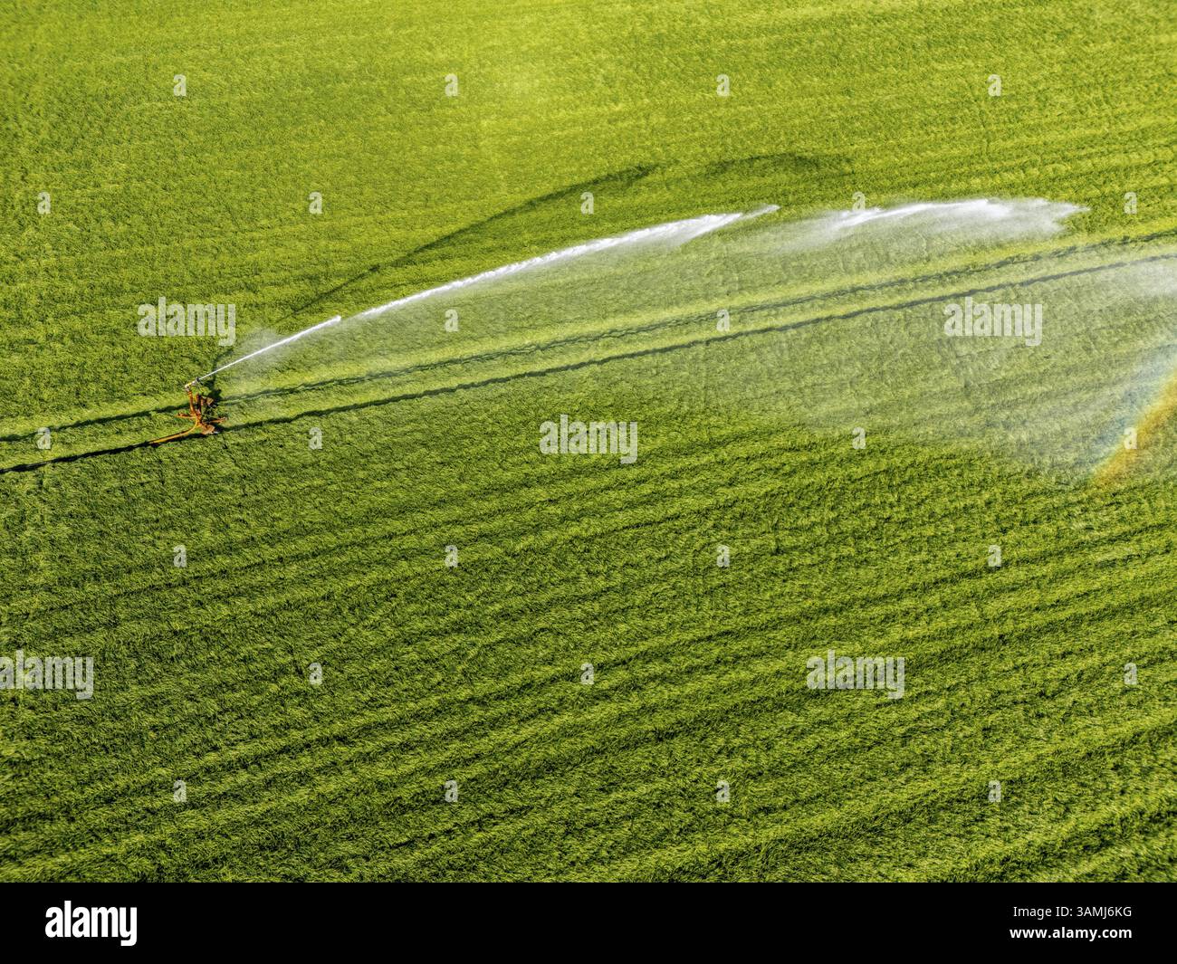 Artificial irrigation of a cereal field in April, with a sprinkler ...