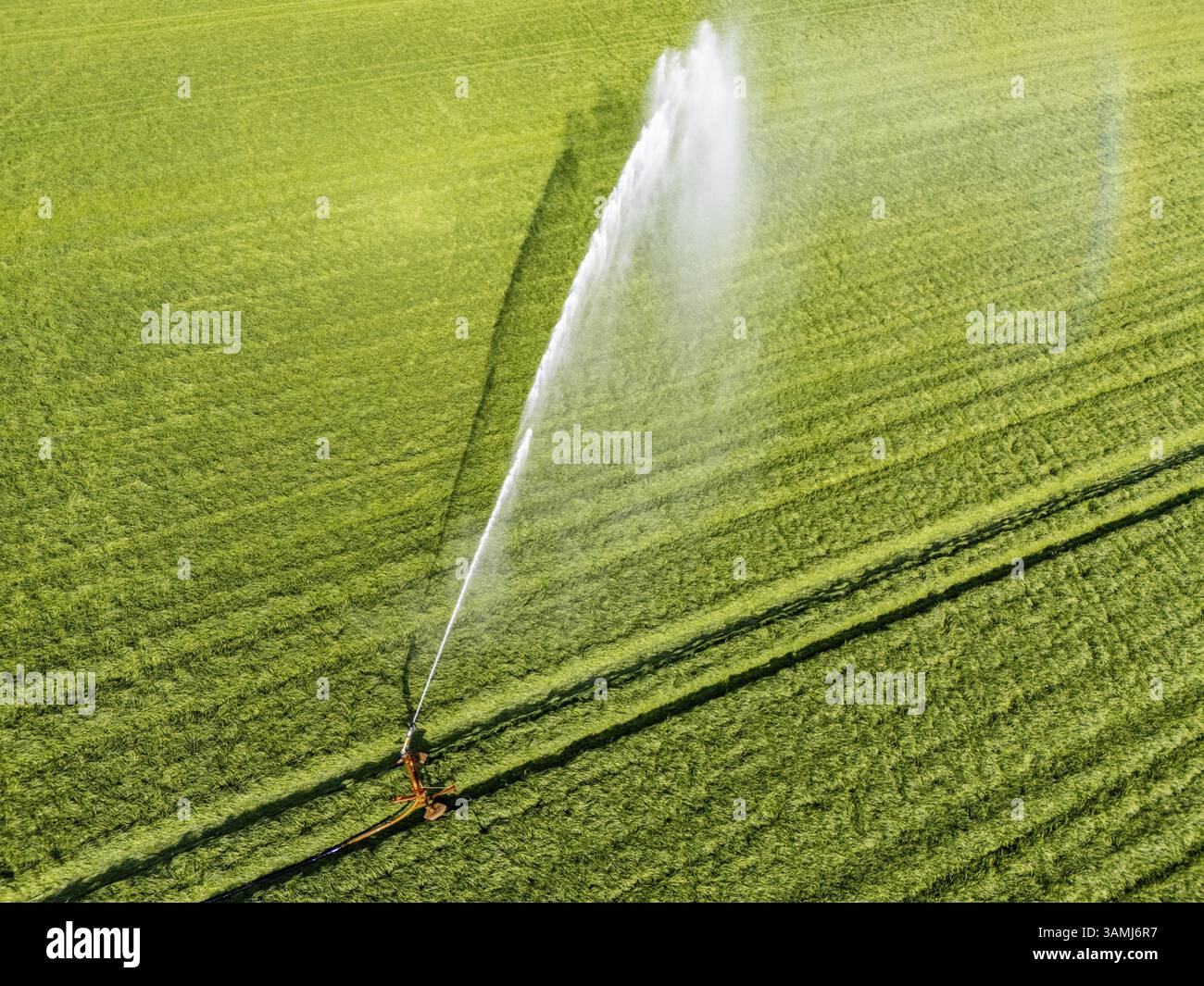 Artificial irrigation of a cereal field in April, with a sprinkler ...
