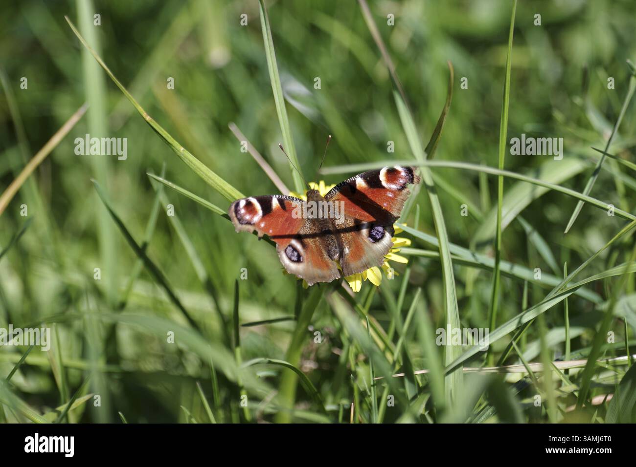 Butterfly, peacock butterfly (Aglais io), colourful, blades of grass ...