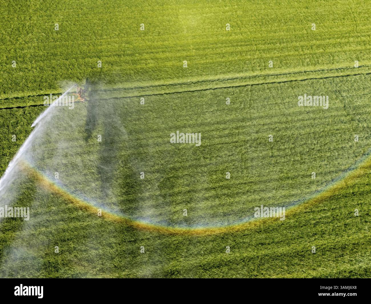 Artificial irrigation of a cereal field in April, with a sprinkler ...