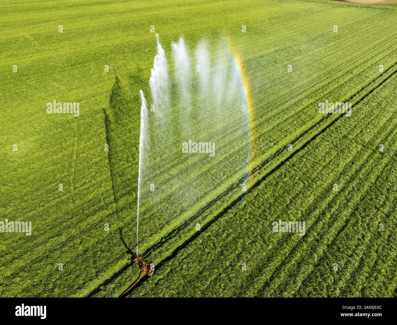 Artificial irrigation of a cereal field in April, with a sprinkler ...