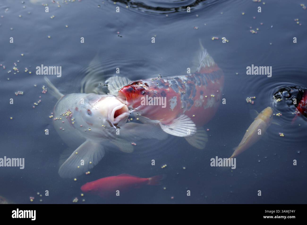 Koi (Cyprinus carpio), goldfish (Carassius auratus), fish, food, water ...