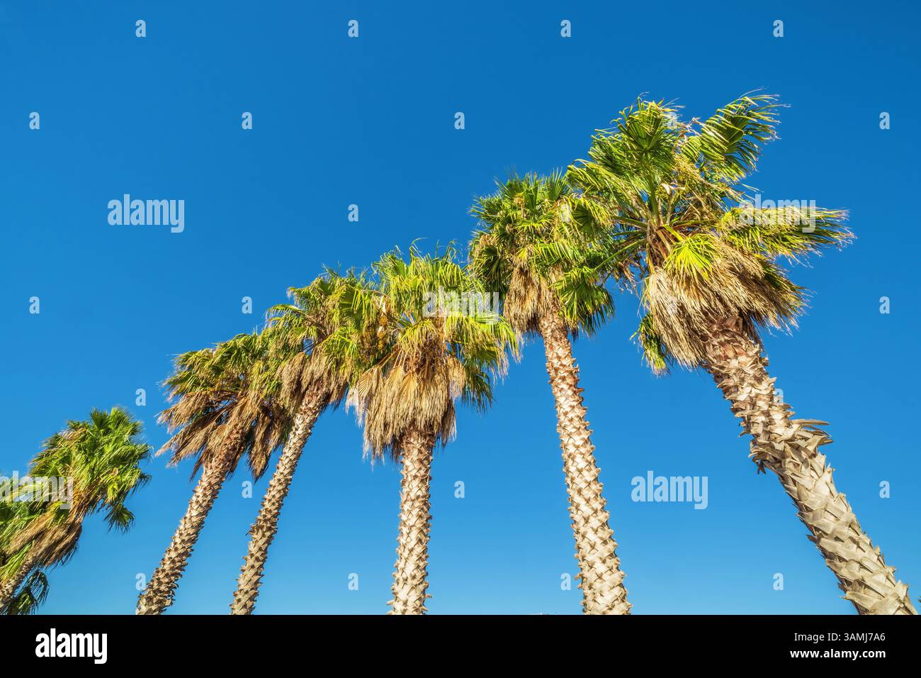 Underneath a row of tall palm trees and clear sky Stock Photo - Alamy