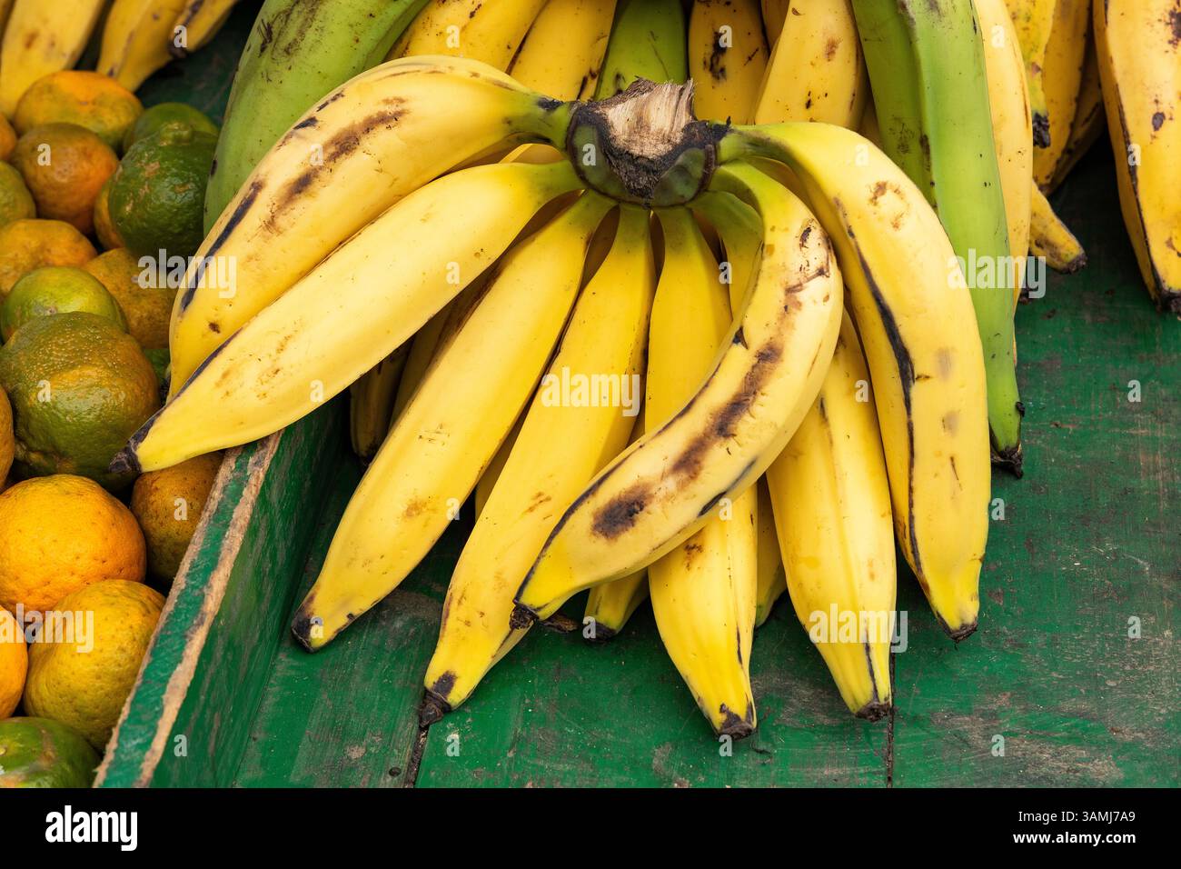 Bunches of ripe plantain in the Colombian peasant market square - Musa ...