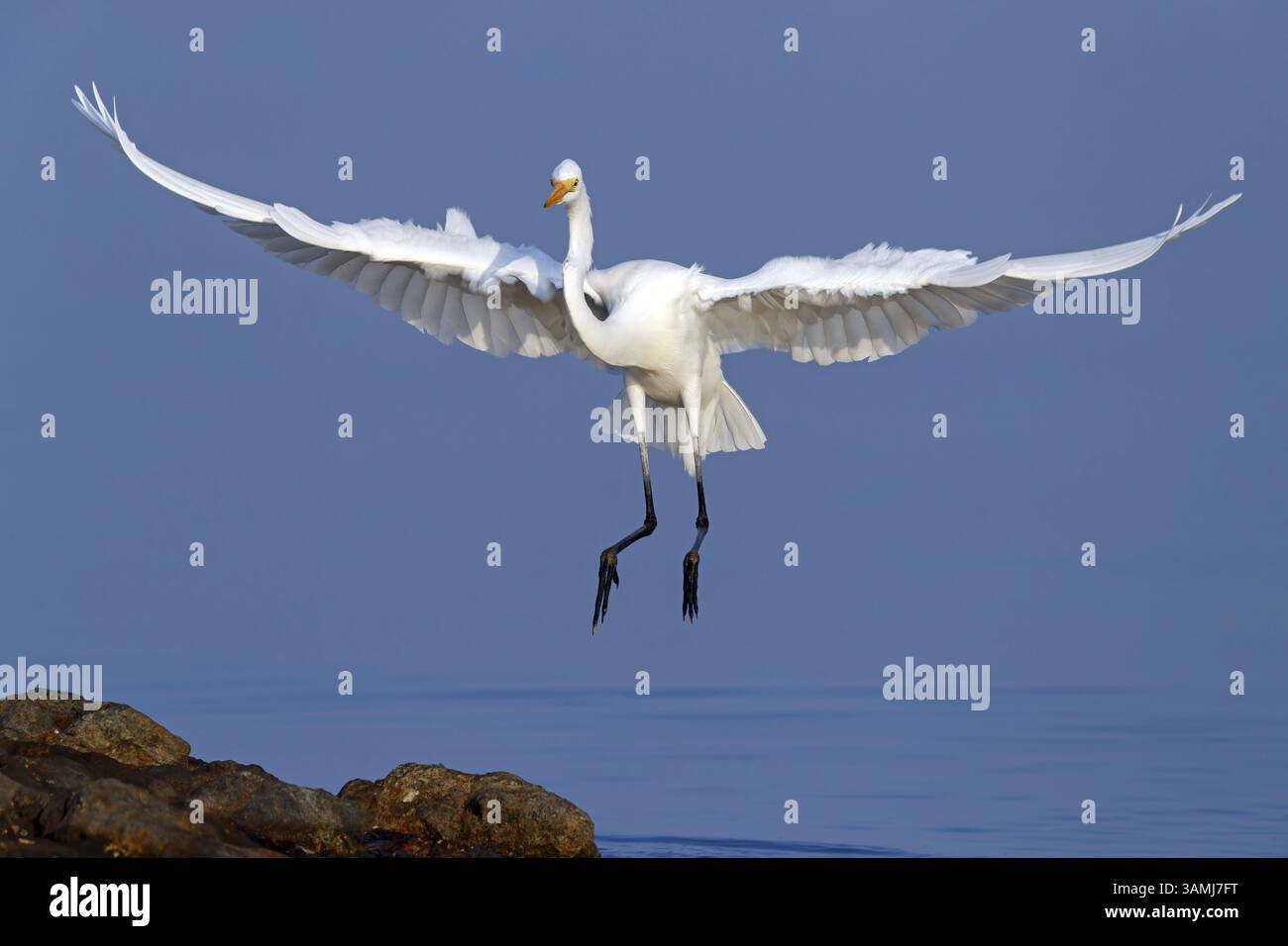 Great Egret, (Egretta alba), Ardea alba, Animals, Birds, Herons, Sur ...