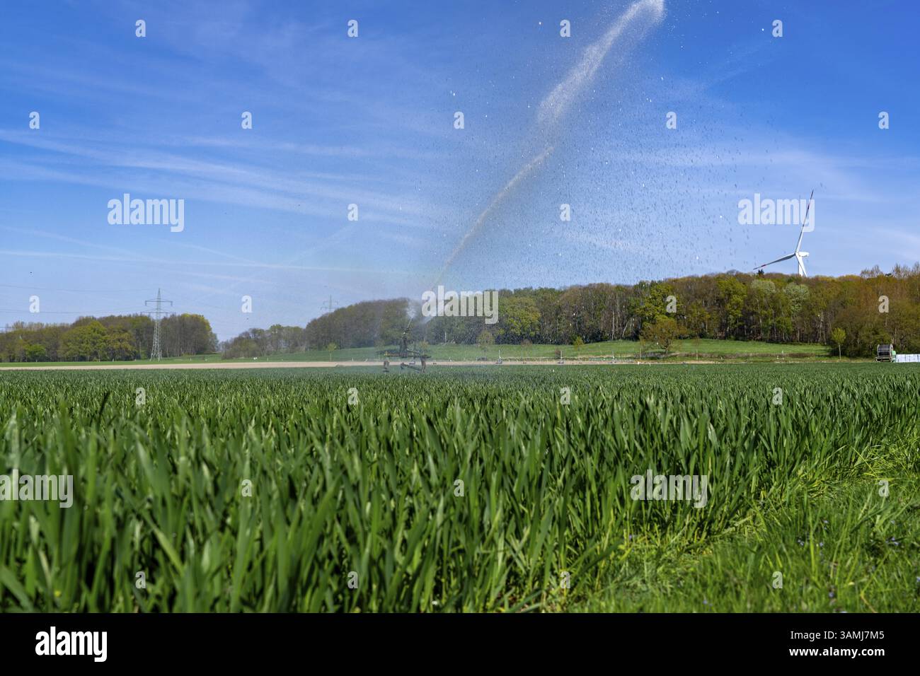 Artificial irrigation of a cereal field in April, with a sprinkler ...