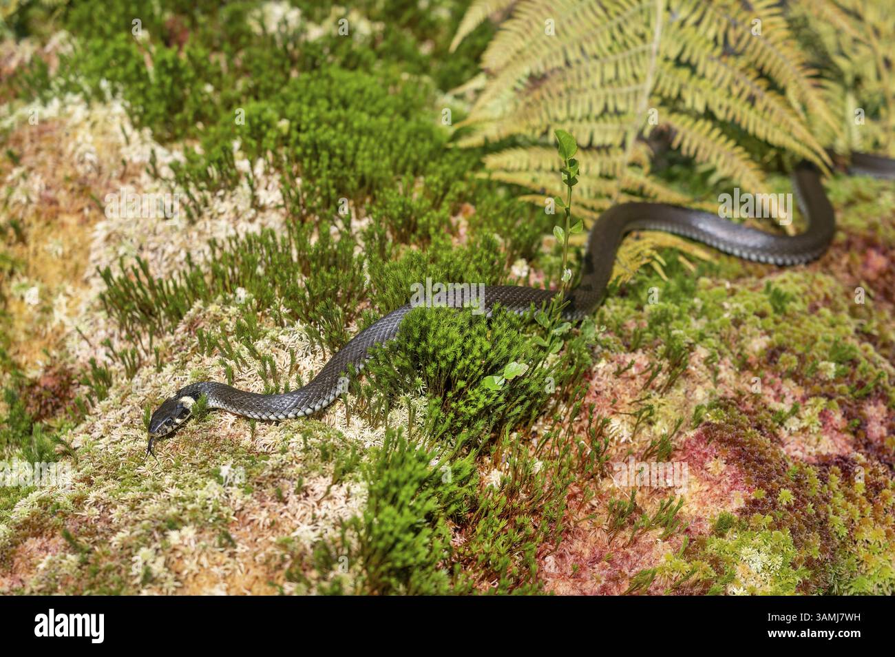 Grass snake (Natrix natrix) slithering over peat moss, Germany, Europe ...