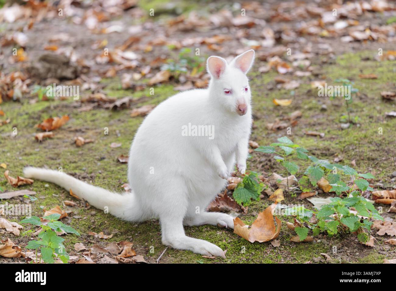 An albino Red-necked wallaby or Bennett's wallaby (Macropus rufogriseus ...
