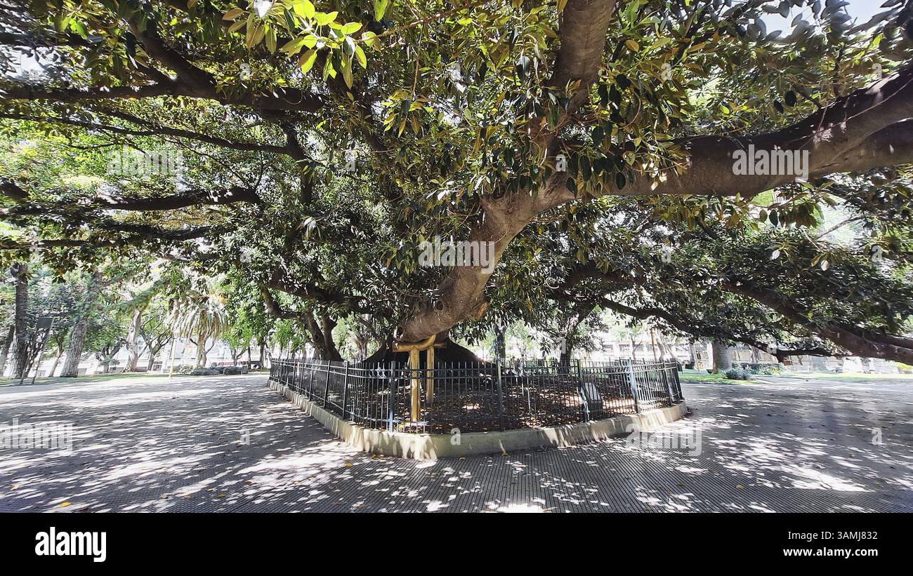 Large ombu tree phytolacca hi-res stock photography and images - Alamy