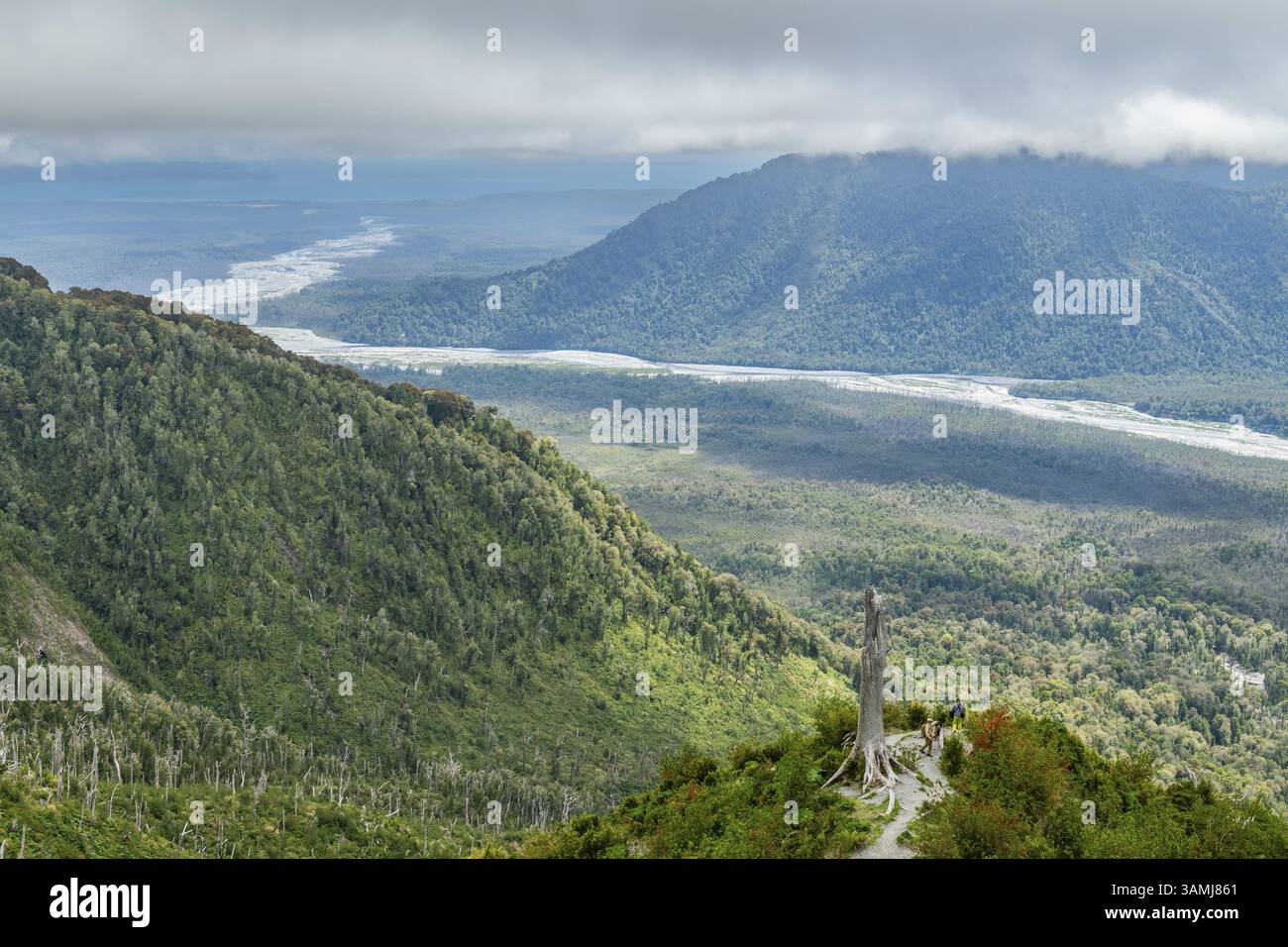 Two hikers stand on a hill between dead trees and new vegetation, burnt ...