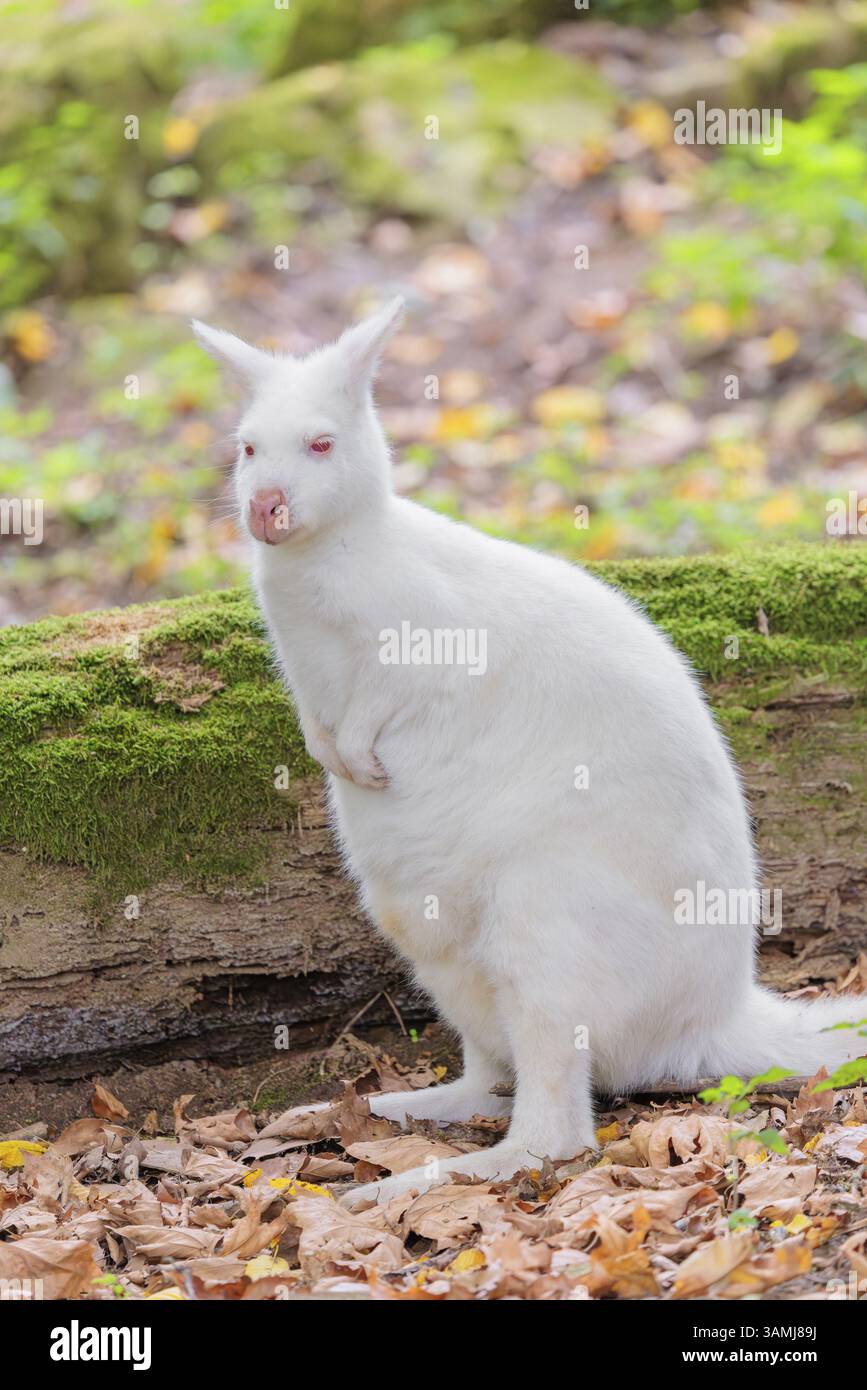 An albino red-necked wallaby or Bennett's wallaby (Macropus rufogriseus ...