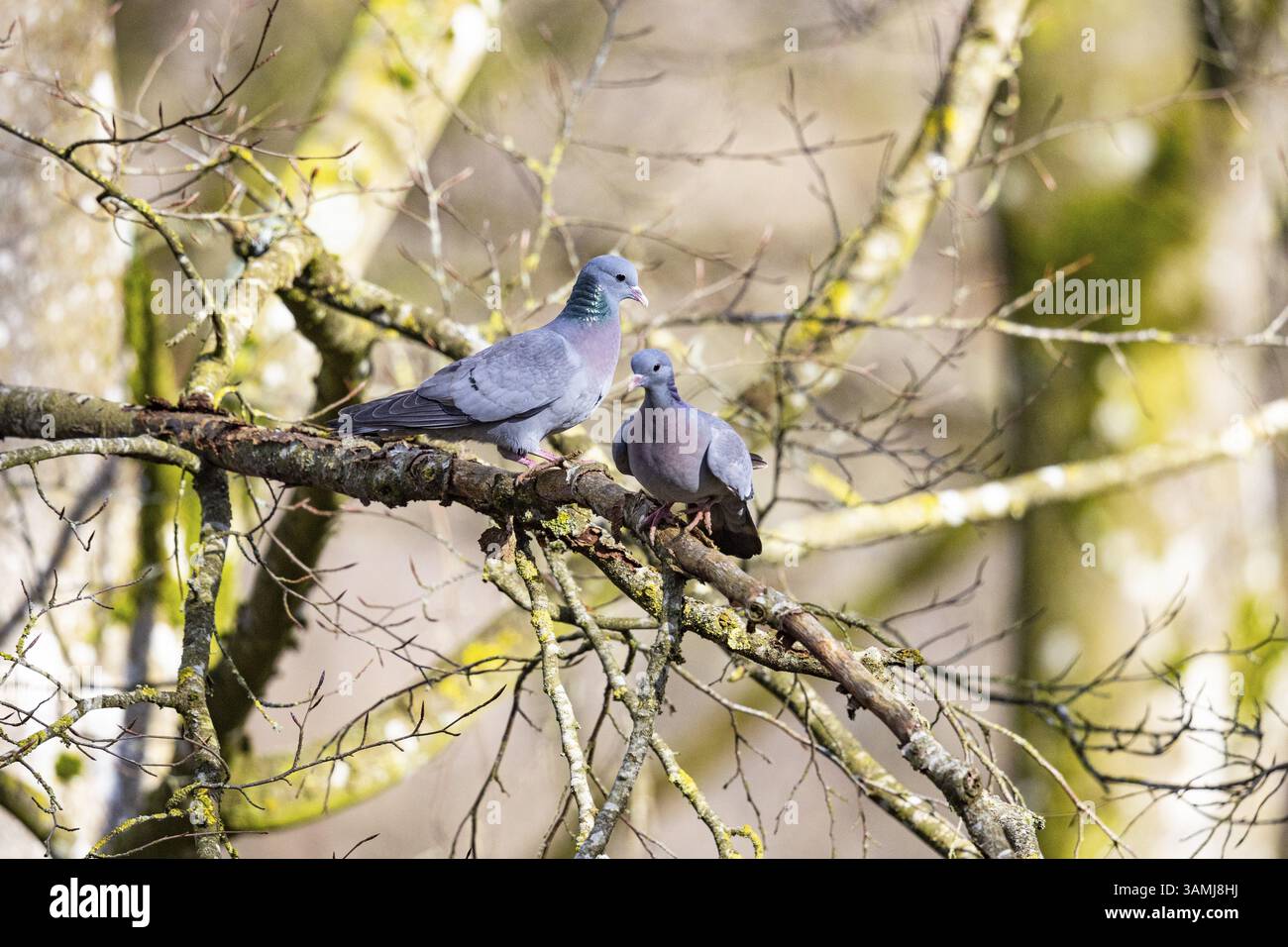 Stock Dove (Columba oenas) Germany Stock Photo - Alamy