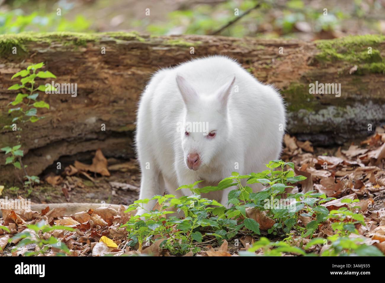 An albino red-necked wallaby or Bennett's wallaby (Macropus rufogriseus ...