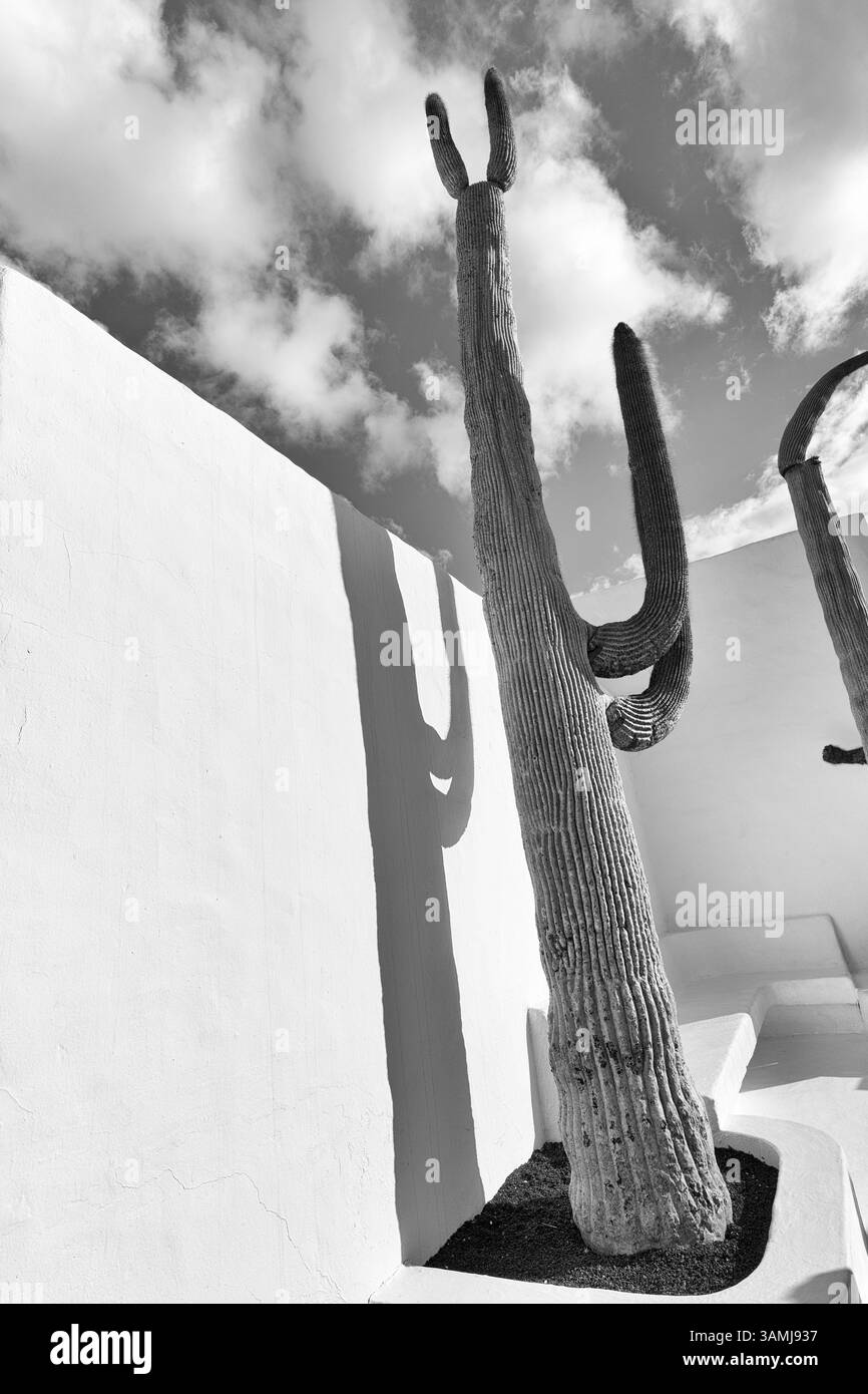 Giant cactus, former home of the artist, monochrome, Fundacion Cesar ...