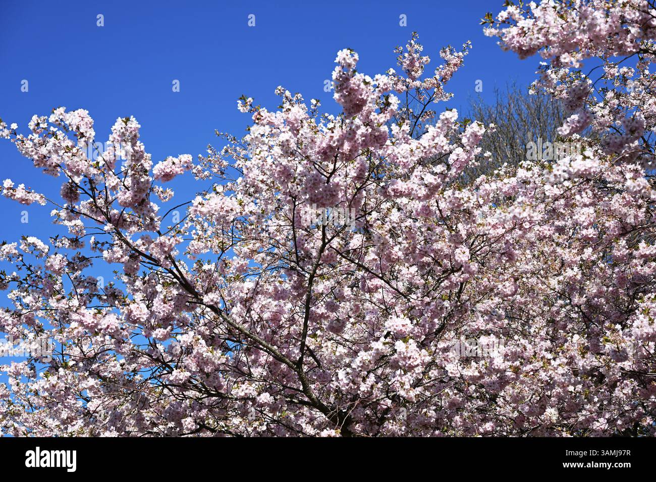 Japanese Cherry, Japanese Blossom Cherry, Oriental Cherry, Japanese ...