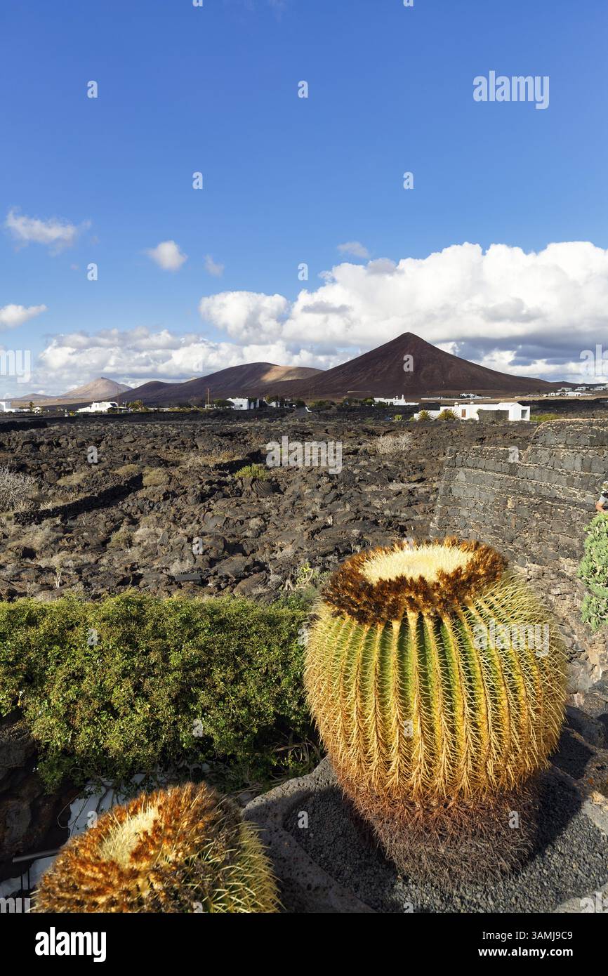 View of lava field and volcanic cone, cactus, former residence of the ...