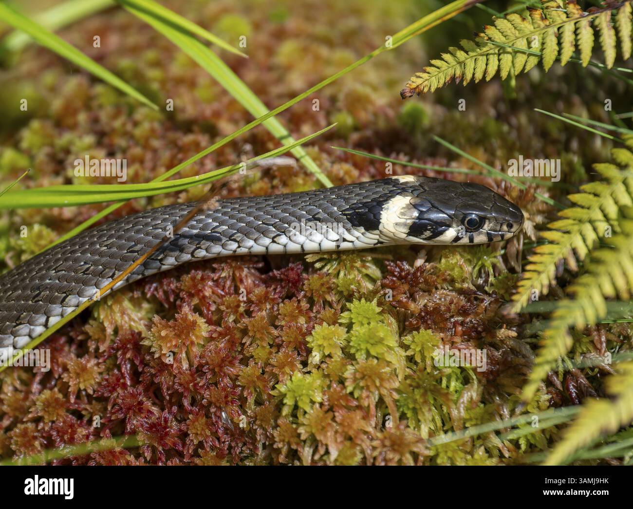 Grass snake (Natrix natrix) slithering over peat moss, Germany, Europe ...