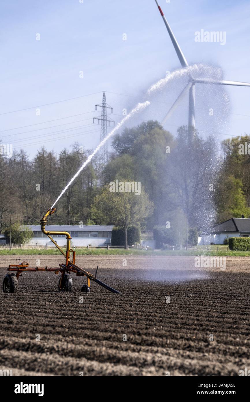 Artificial irrigation of a potato field in April, with a sprinkler ...