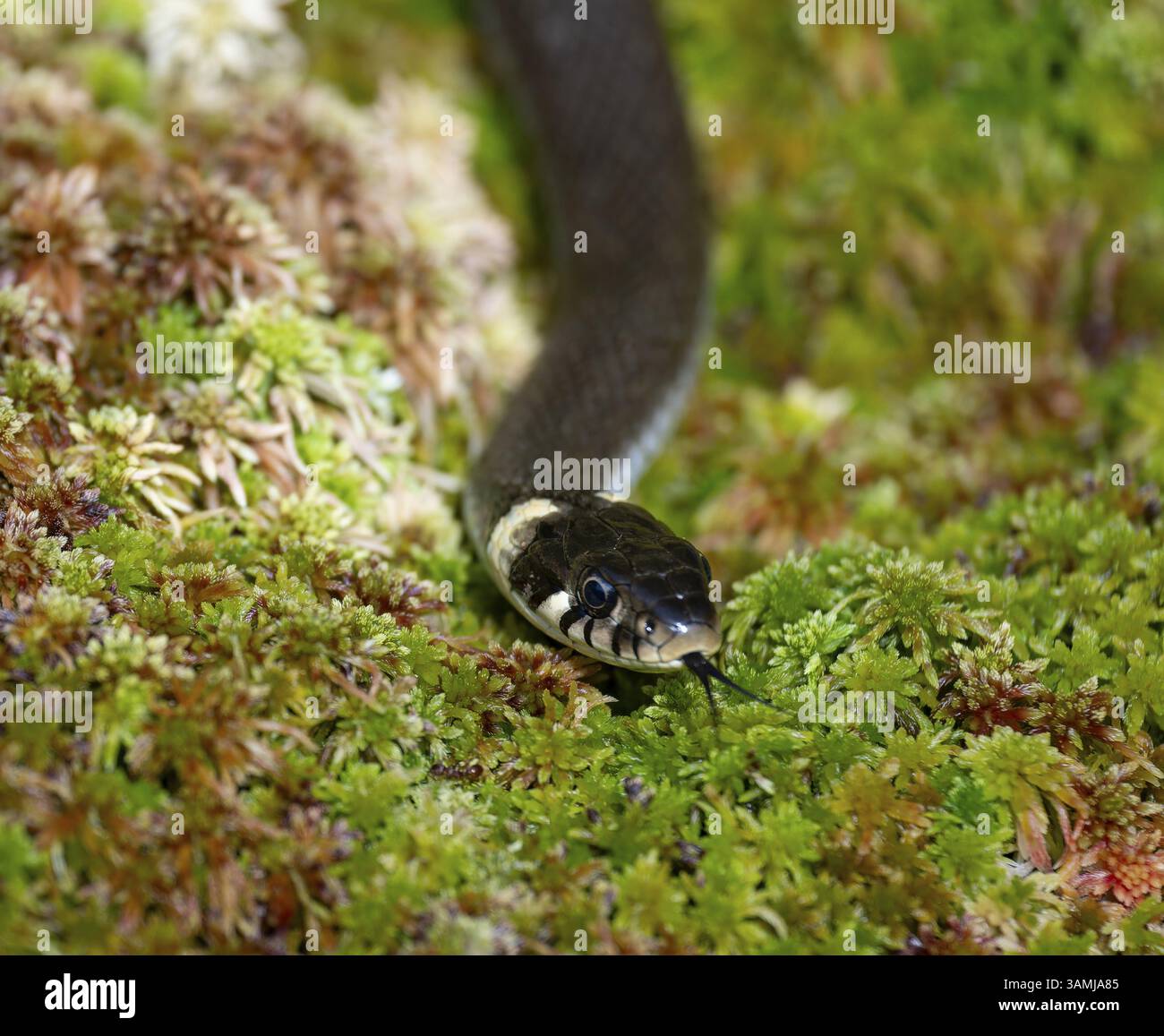 Grass snake (Natrix natrix) slithering over peat moss, Germany, Europe ...