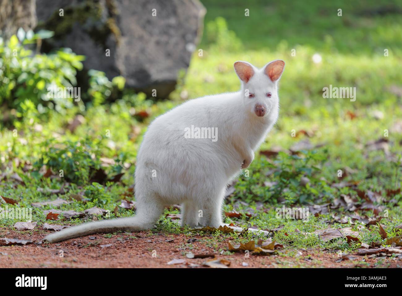 An albino Red-necked wallaby or Bennett's wallaby (Macropus rufogriseus ...