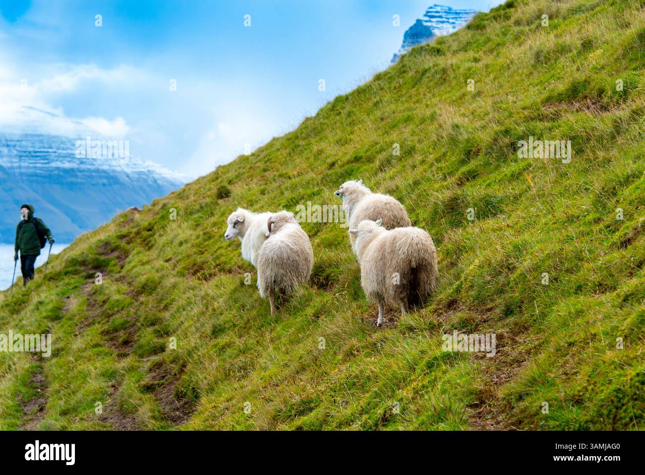 Faroese Sheep - Faroe Islands Stock Photo - Alamy