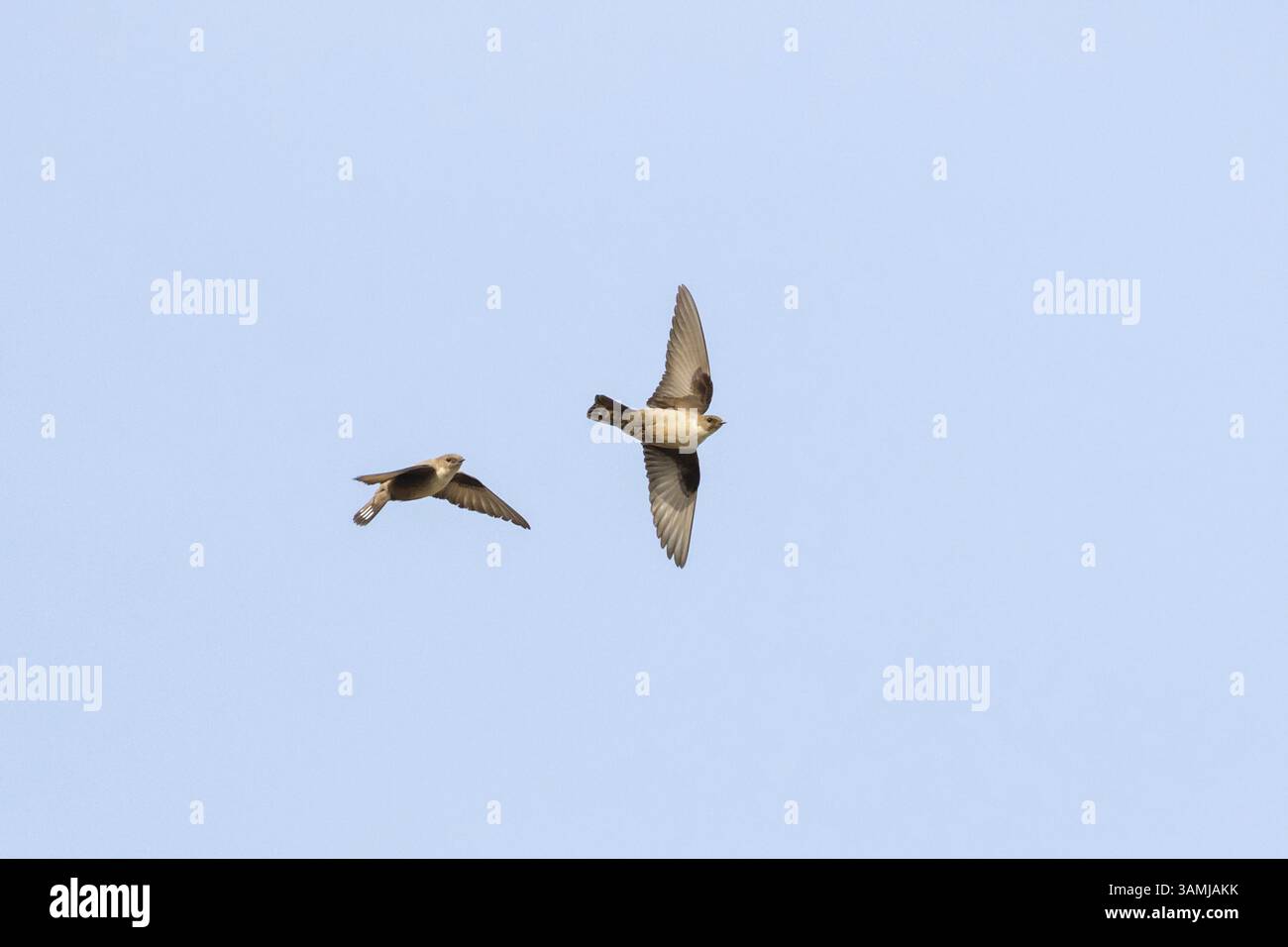 Crag Martin, Eurasian Crag Martin, Eurasian Crag-Martin, Ptyonoprogne ...