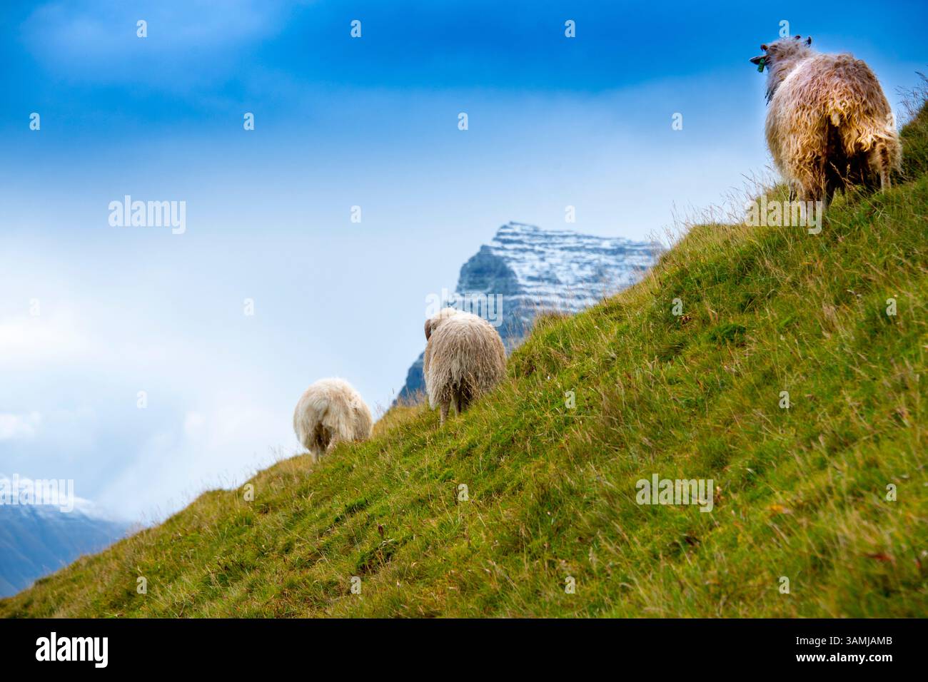 Faroese Sheep - Faroe Islands Stock Photo - Alamy